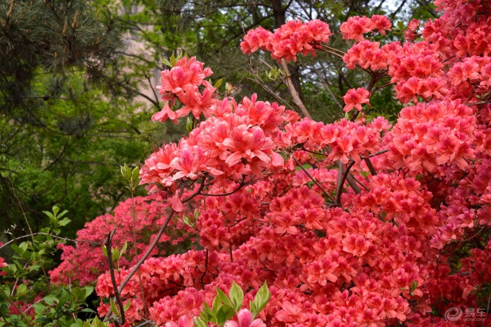 映山红图,映山红图片,映山红_大山谷图库